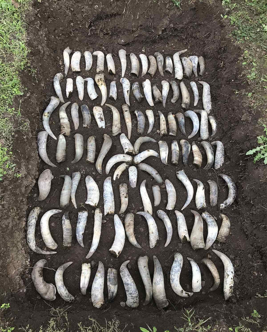 BioForm - Biodynamic